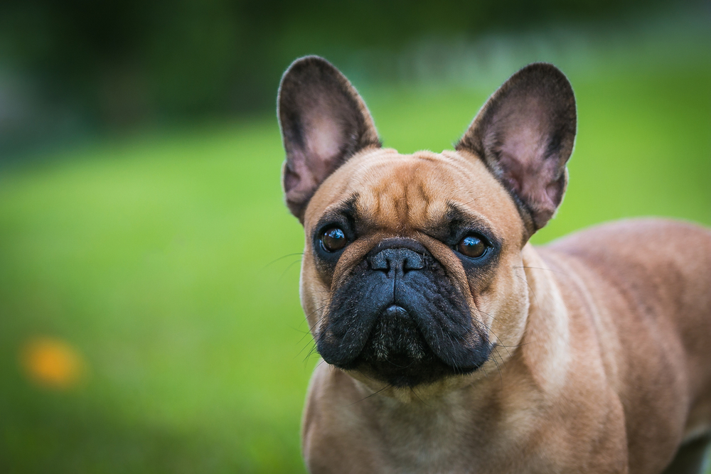 Understanding French Bulldog Behavior: Insights into Frenchie ...
